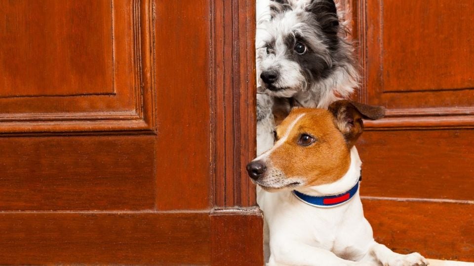 ¿Tu perro te espera en la puerta? Esto es lo que significa, según ...